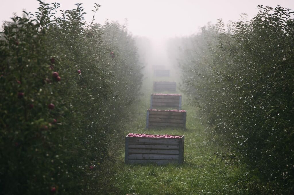12 Places for Apple Picking in Western New York (+ Orchard Info)