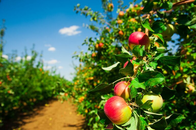 12 Best Apple Orchards in Minnesota (+ Seasonal Picking Tips)