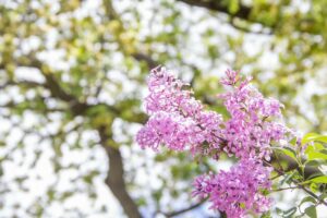 19 Best Things to Do in Rochester, MN (for First-Timers!)
