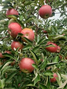 11 Best Apple Orchards in Ohio (+ Seasonal Apple Picking Info)